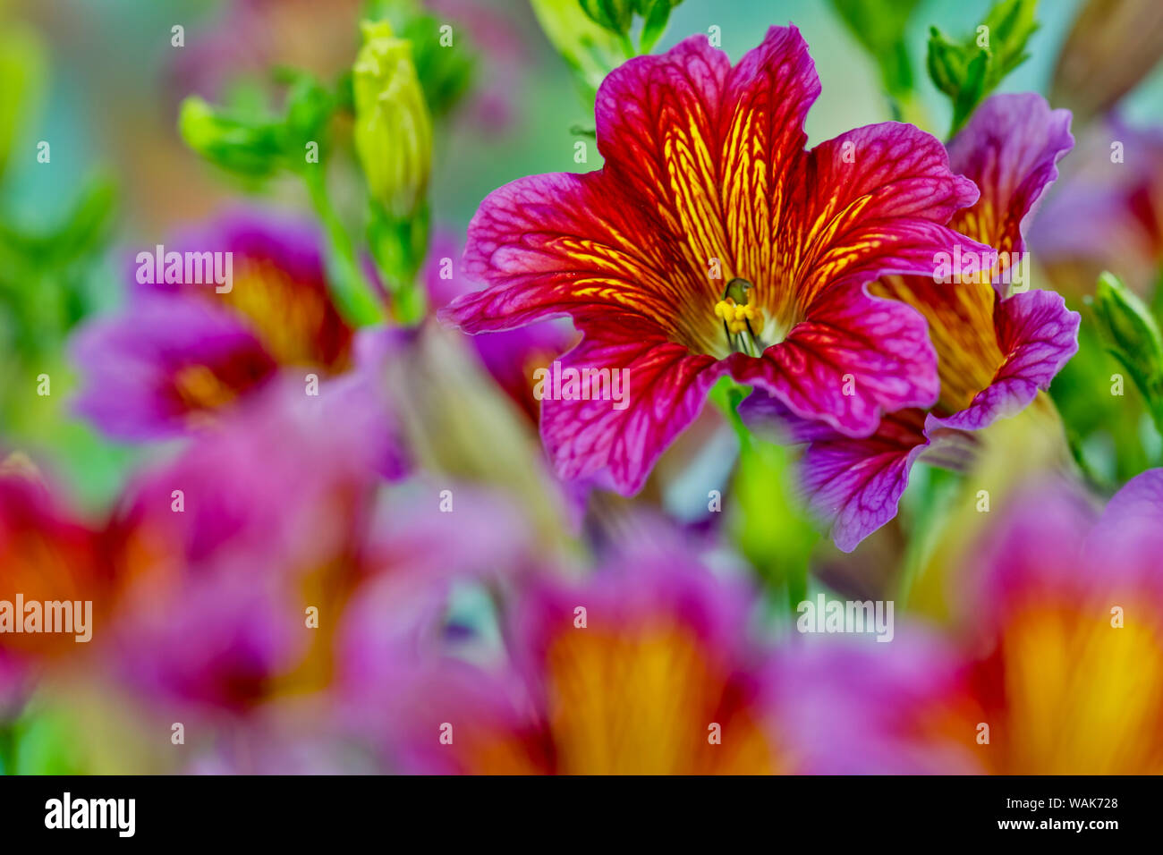 Painted tongue flowers in purple and gold Stock Photo - Alamy