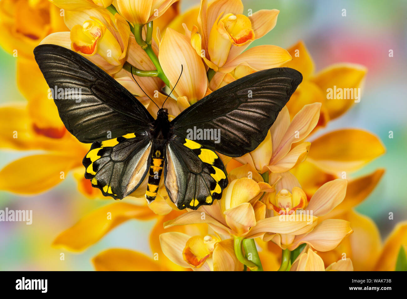 Male birdwing butterfly, Troides hypolitus, on large golden cymbidium ...