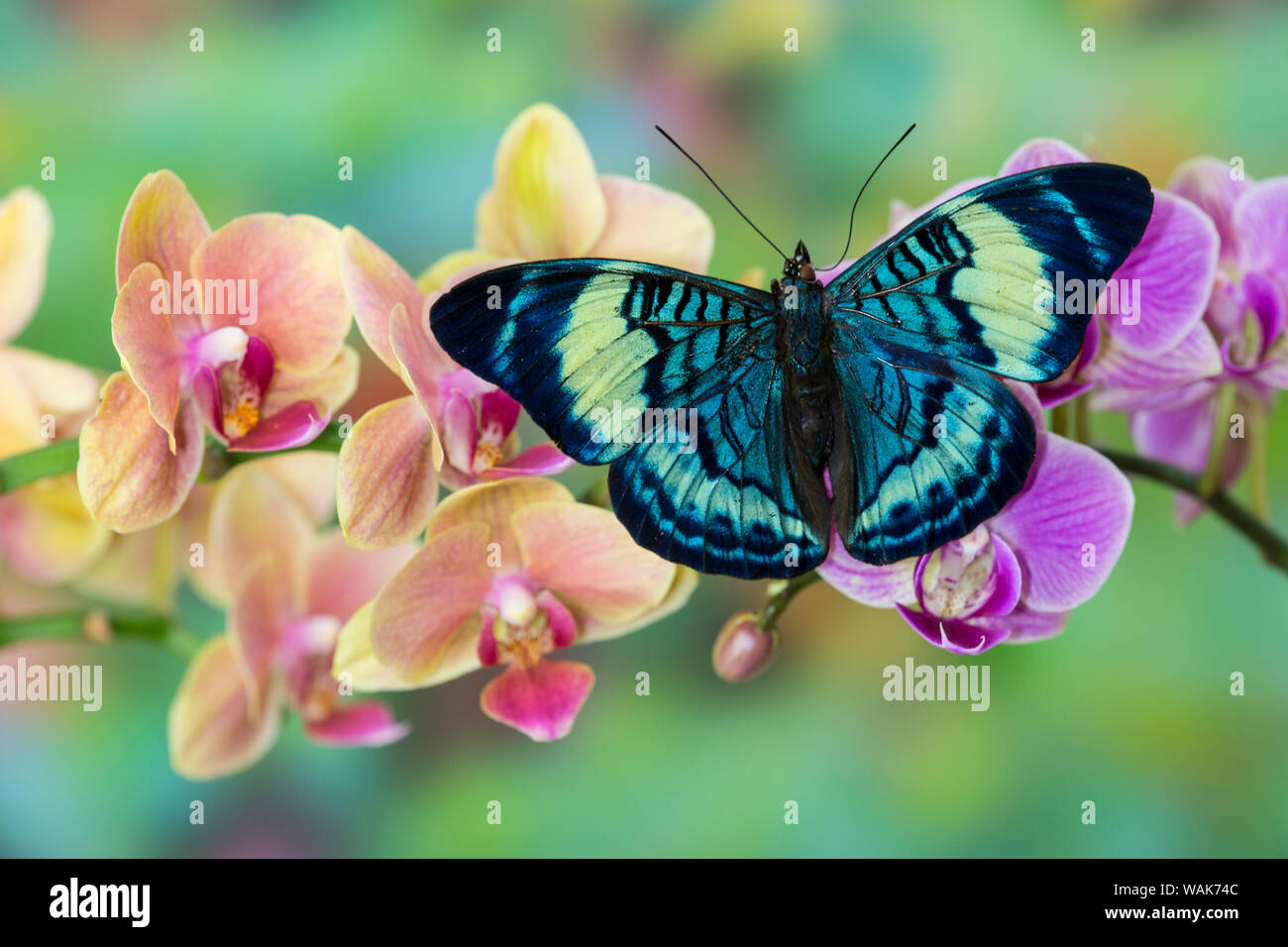 Moth orchid, Phalaenopsis and tropical blue Panacea procilla butterfly ...