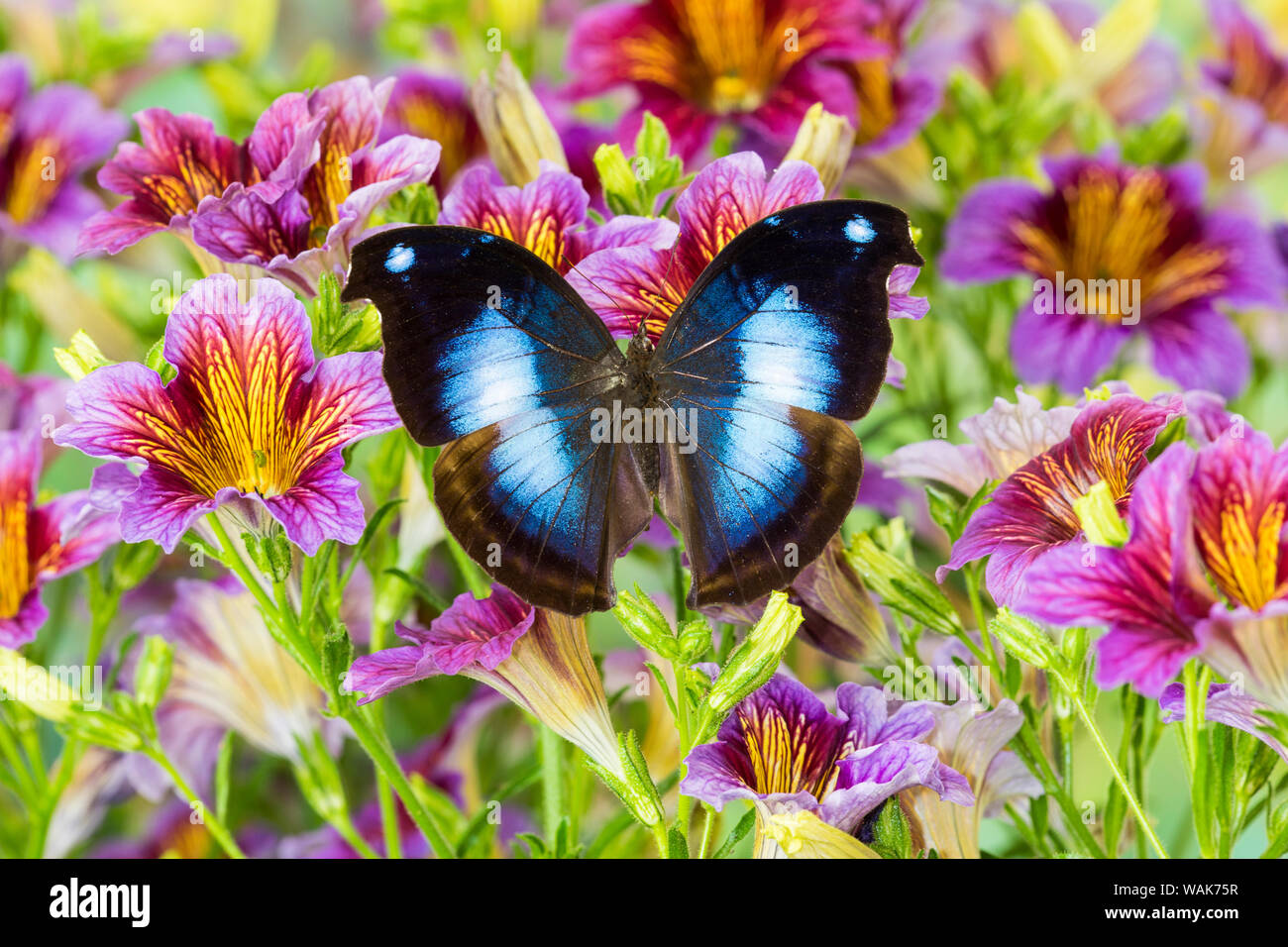 Purple painted tongue flowers with tropical butterfly Napocles jucunda ...