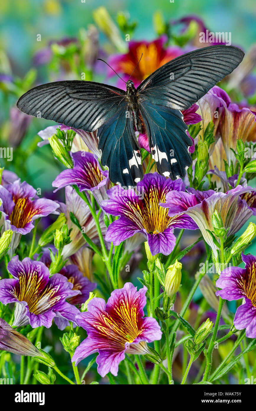 Purple painted tongue flowers, tropical butterfly, Papilio alcemenor f ...
