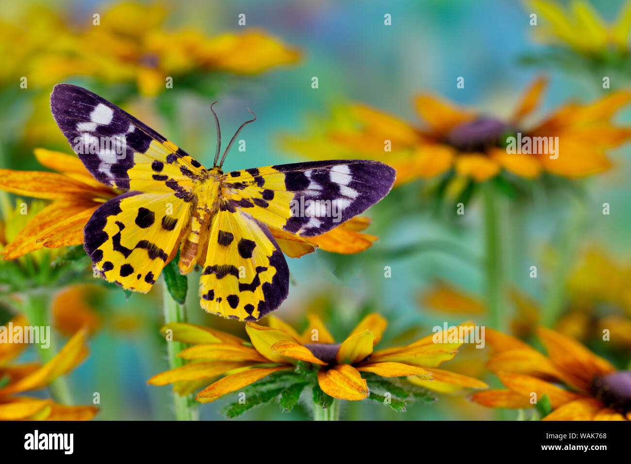 Black and yellow day flying moth on hirta daisies Stock Photo - Alamy