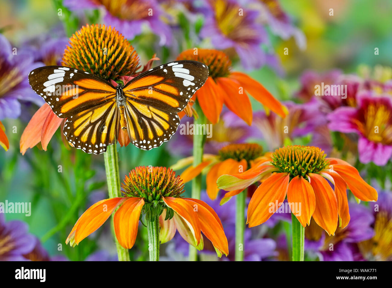 Orange tongue hi-res stock photography and images - Alamy