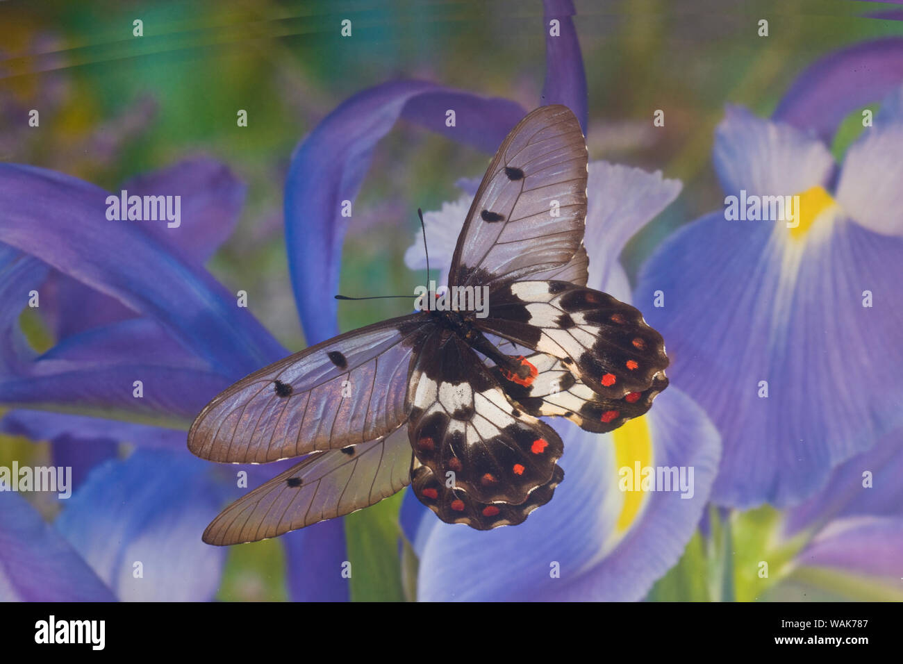 Butterfly Cressida with clear wings reflection with blue Dutch iris ...