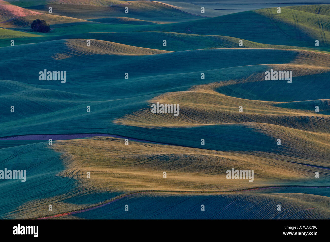 Rolling wheat fields as seen from above Steptoe Butte State Park ...