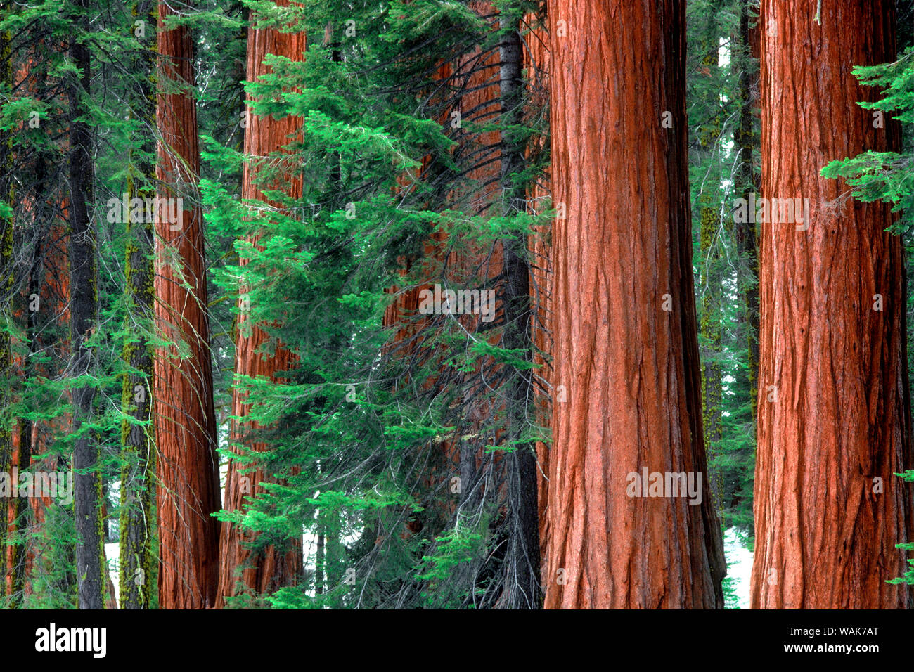 Giant Sequoias amid young pines in the Giant Forest, Sequoia National ...