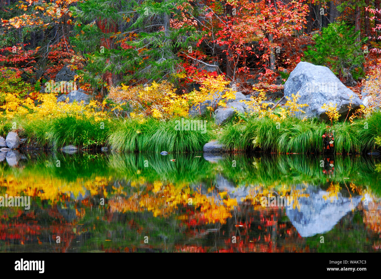 Fall color and grasses along the Merced River, Yosemite Valley ...