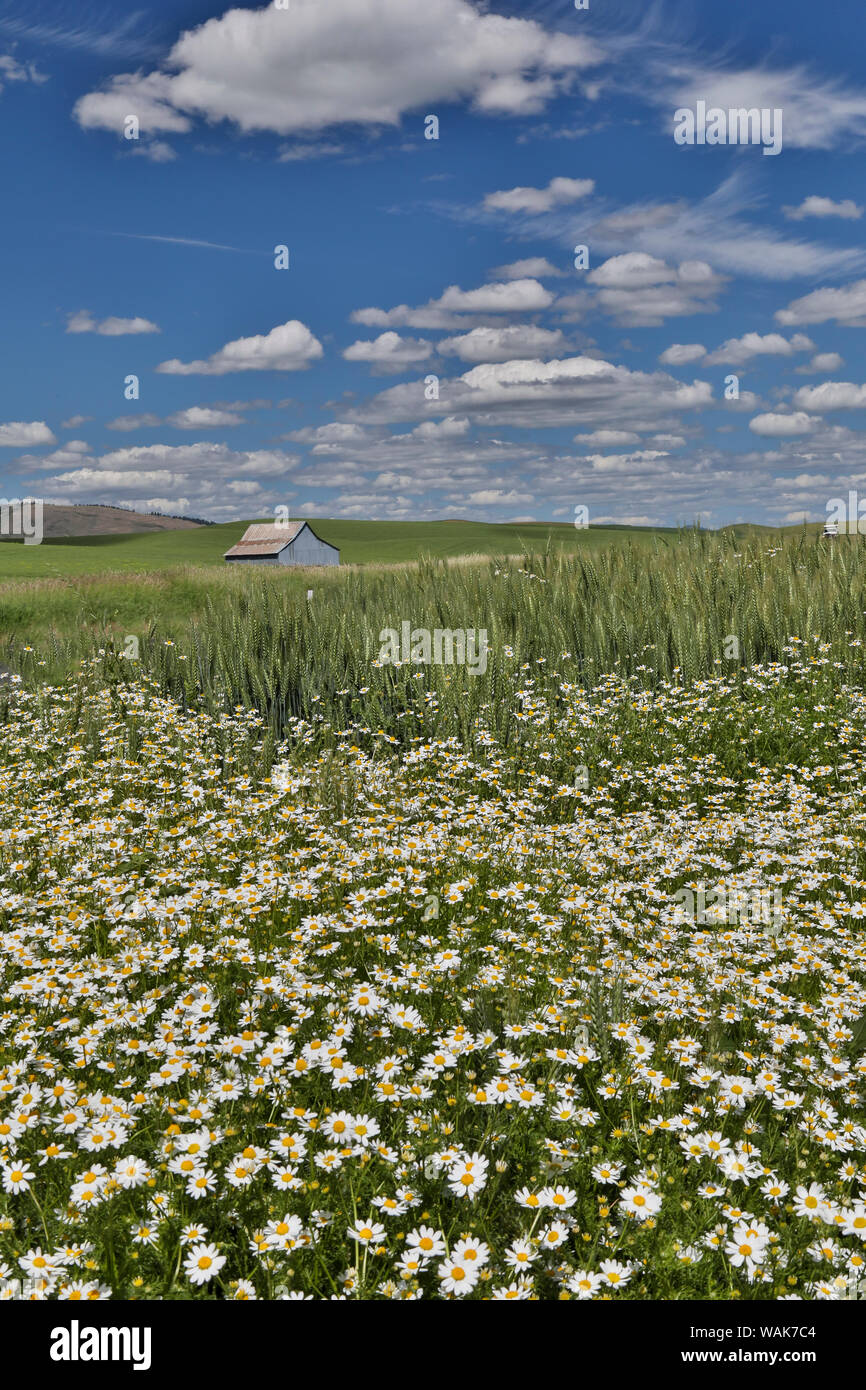 Tekoa washington hi-res stock photography and images - Alamy