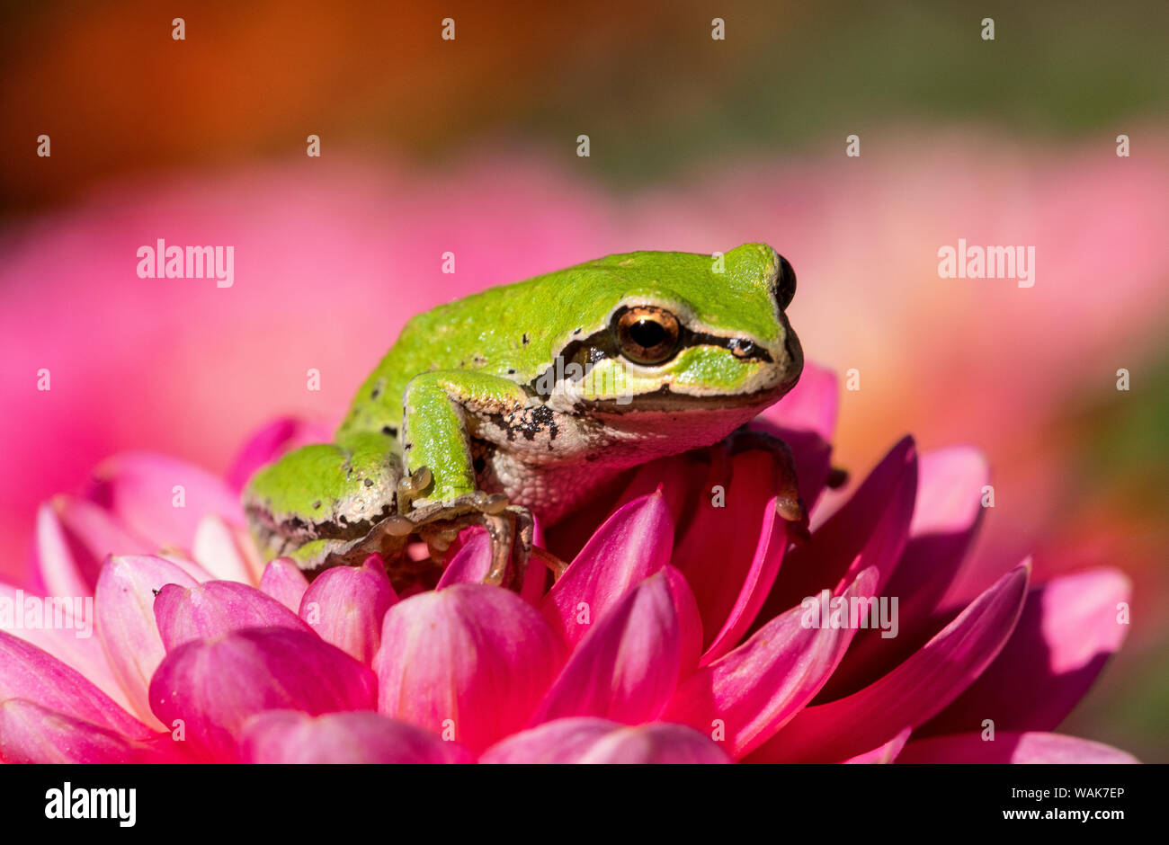 Blue Pacific Tree Frog