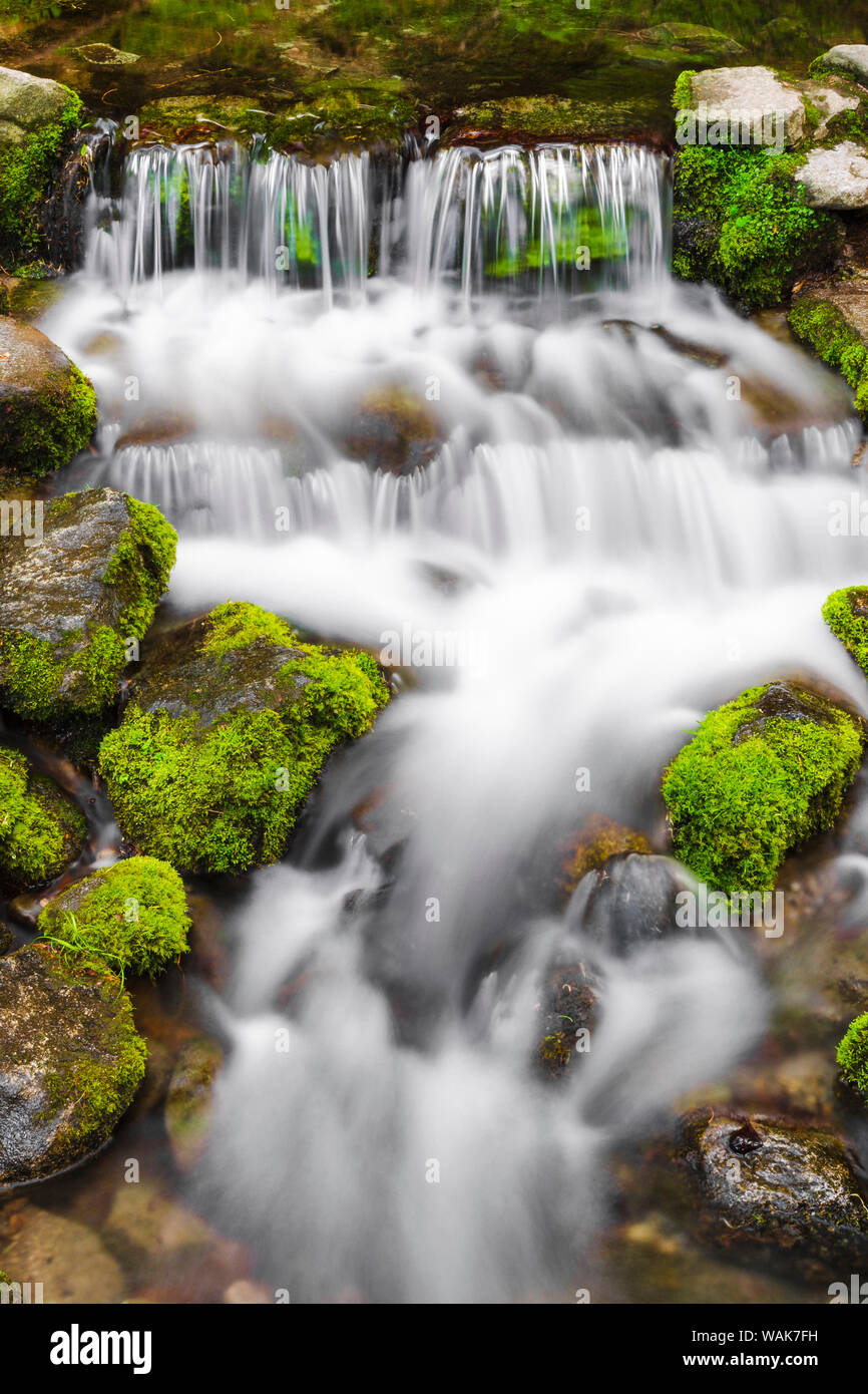 Fern Spring, Yosemite National Park, California, USA Stock Photo - Alamy