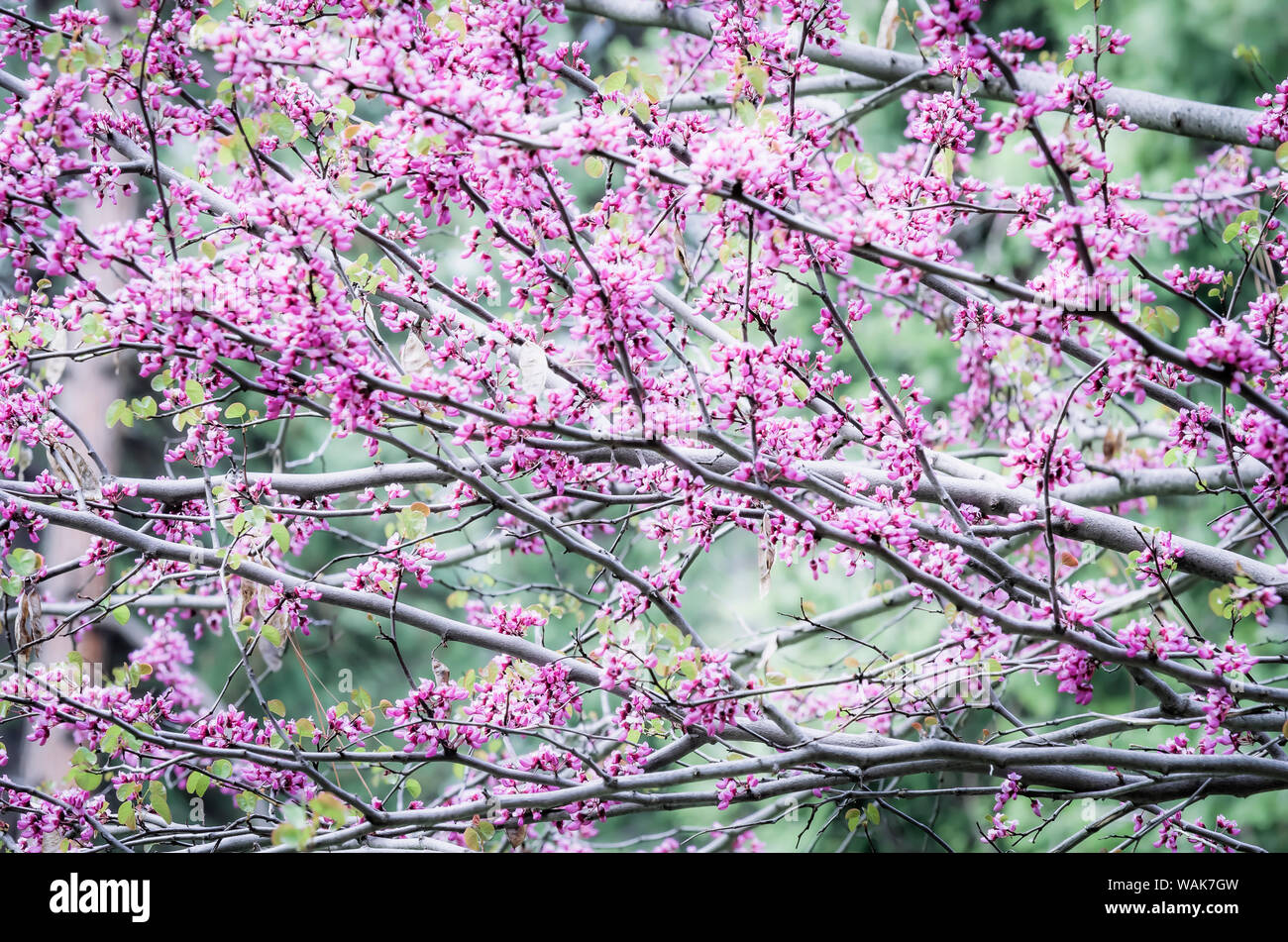Western Redbud (Cercis occidentalis), Yosemite National Park ...
