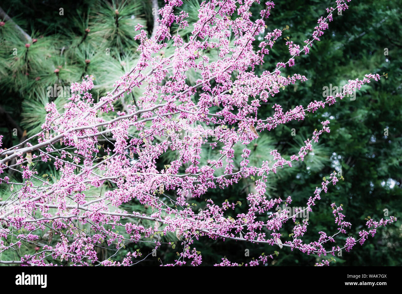 Western Redbud (Cercis occidentalis), Yosemite National Park ...