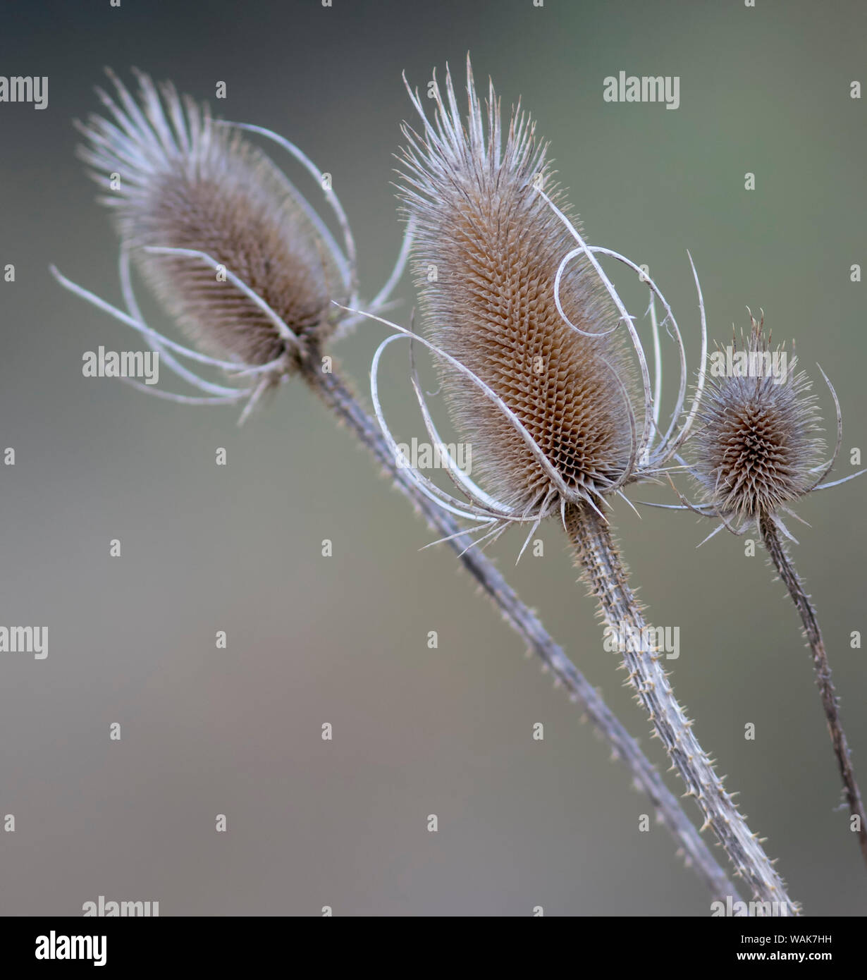 Dried teasels hi-res stock photography and images - Alamy