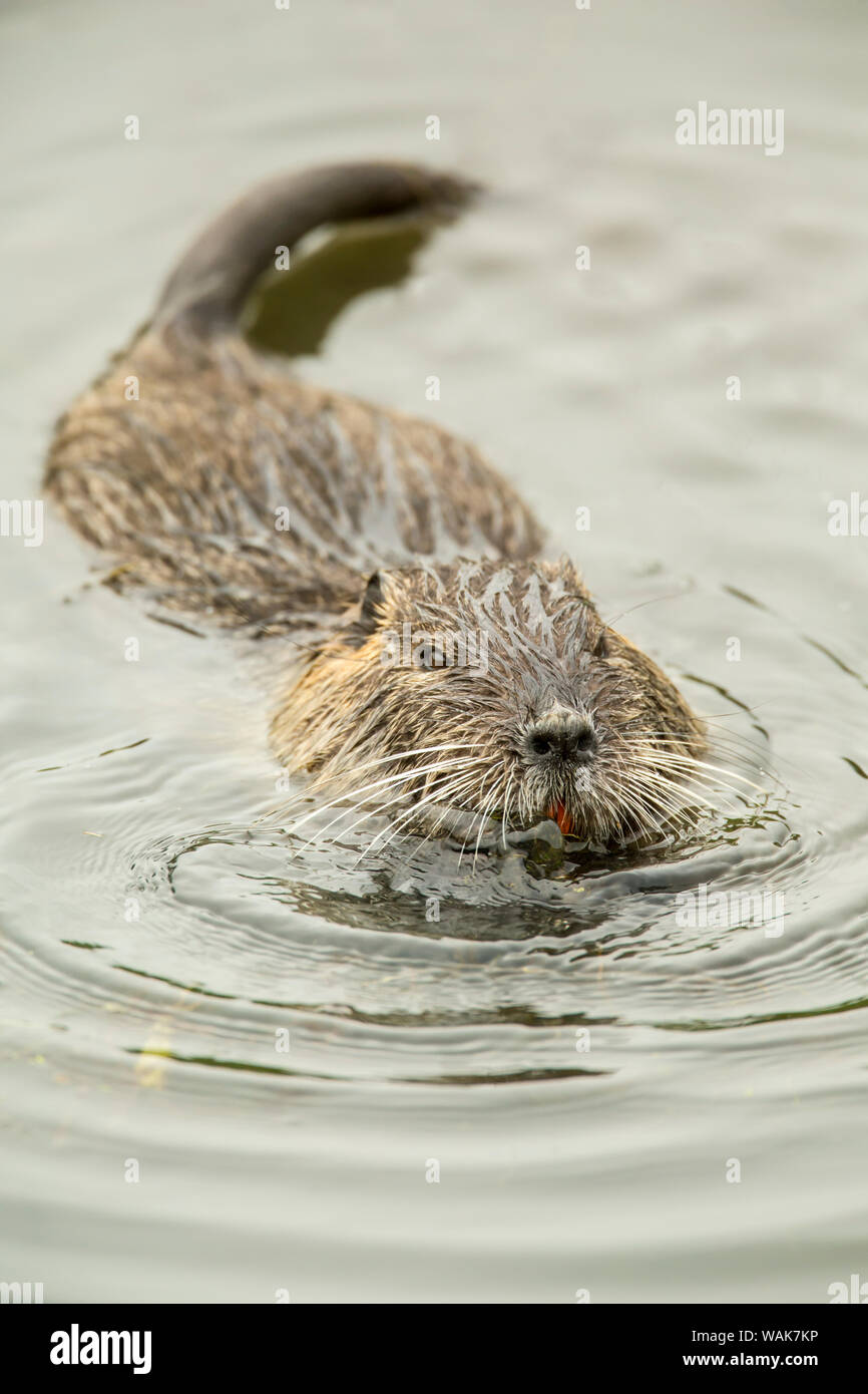 Ridgefield, Washington State, USA. Nutria swimming in Ridgefield ...