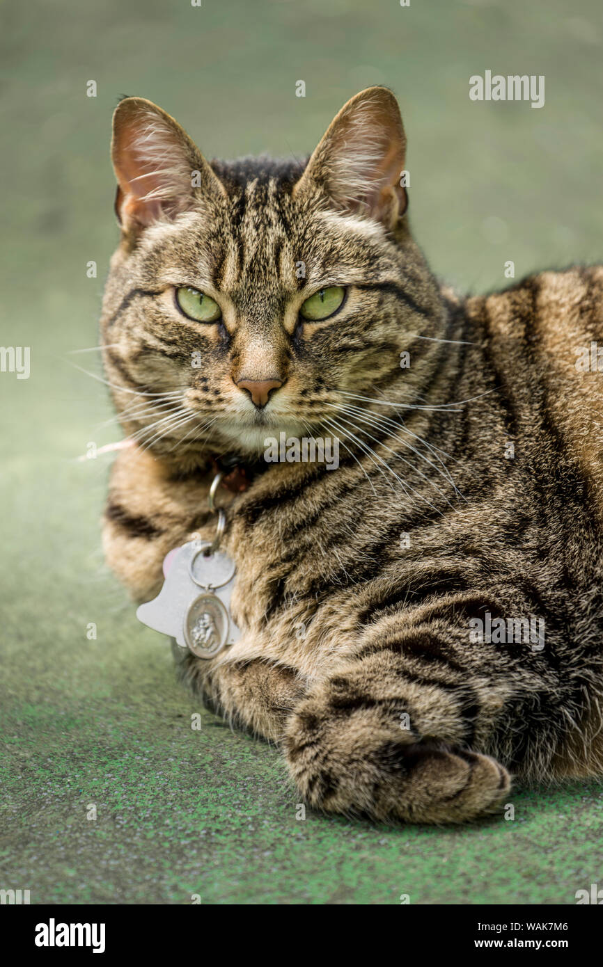 Facial stripe hi-res stock photography and images - Alamy