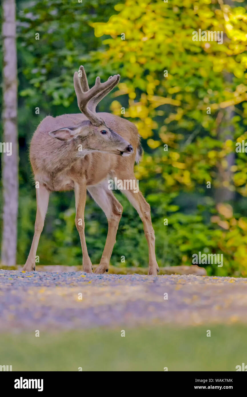 San Juan Island, Washington State, USA. Mule deer buck (Odocoileus ...
