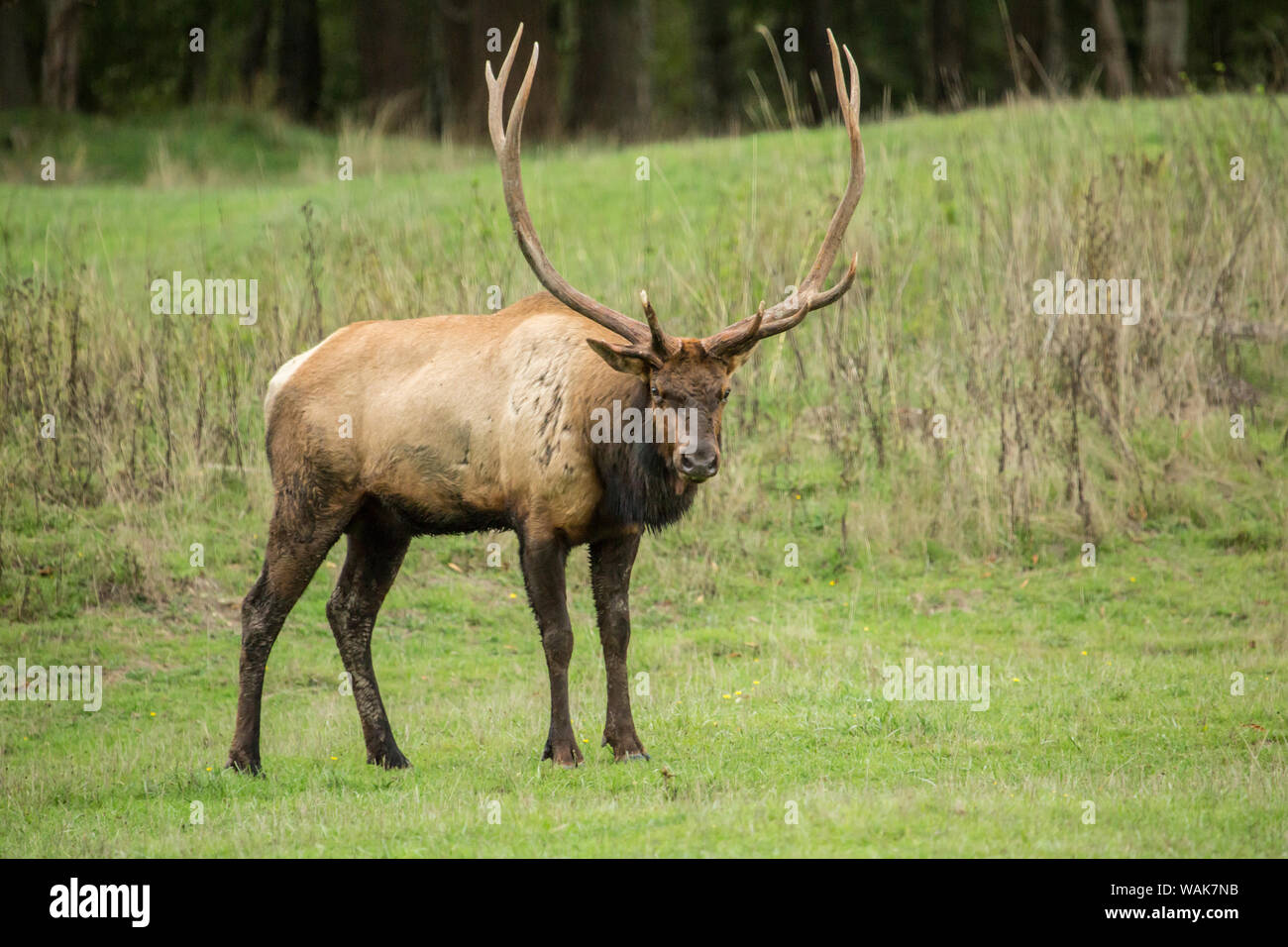 Eatonville, Washington State, USA. American elk bull in Northwest Trek ...