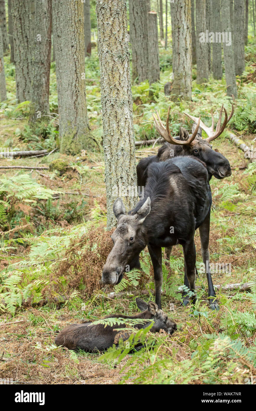 Bull and calf moose hi-res stock photography and images - Alamy