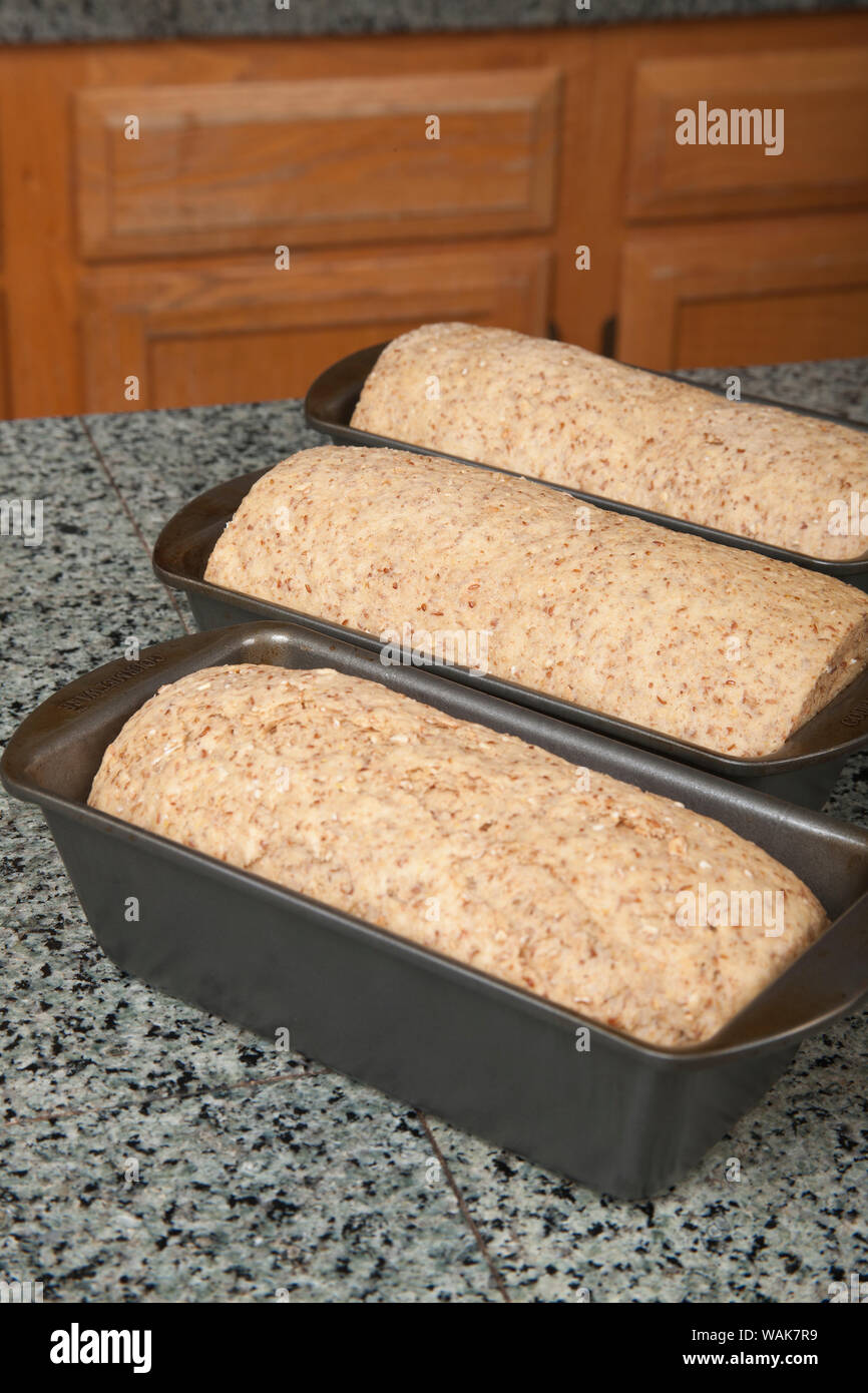 Three bread pans of multigrain dough ready for final rising Stock Photo ...