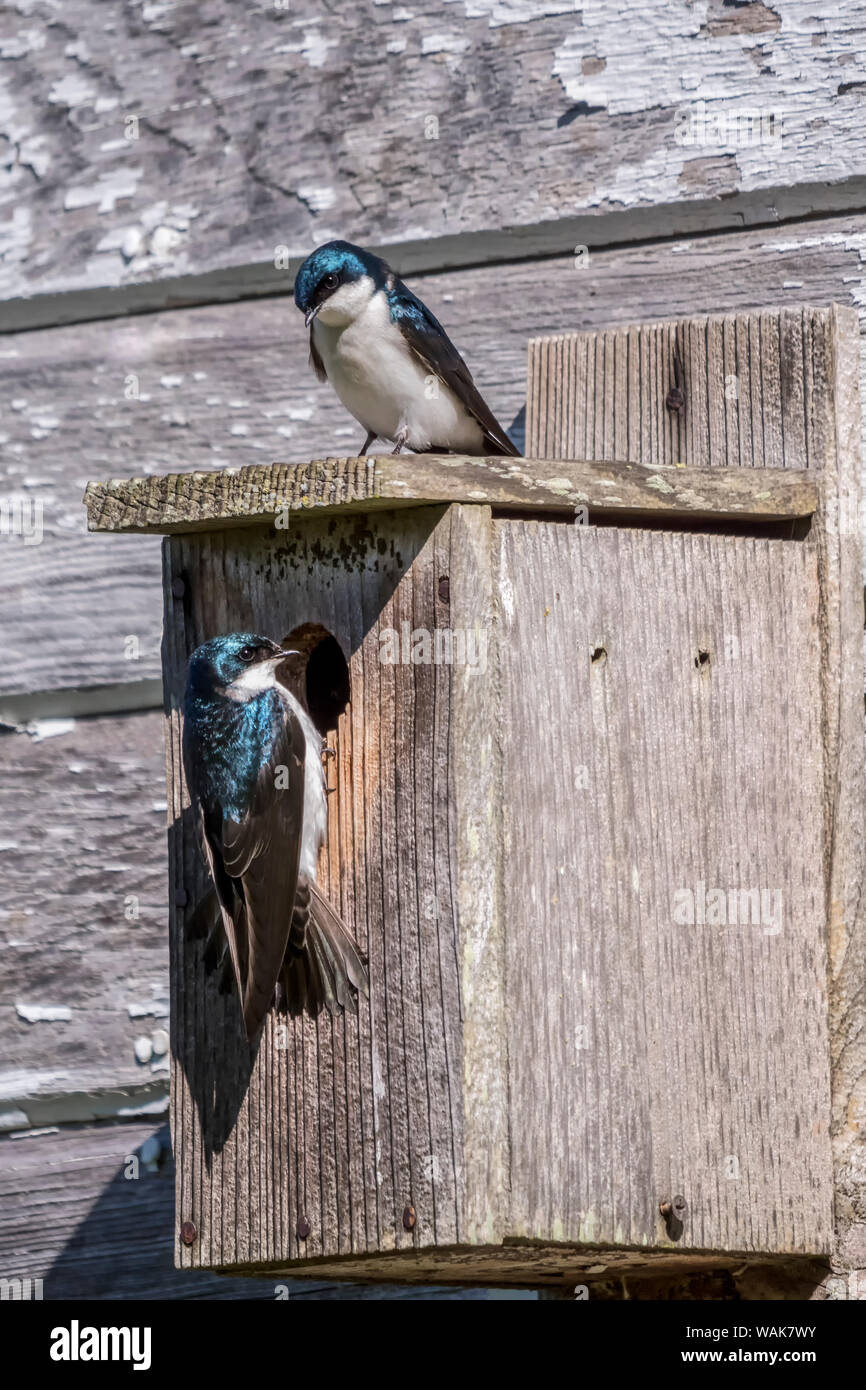 Nisqually, Washington State, USA. Pair of nesting tree swallows at ...