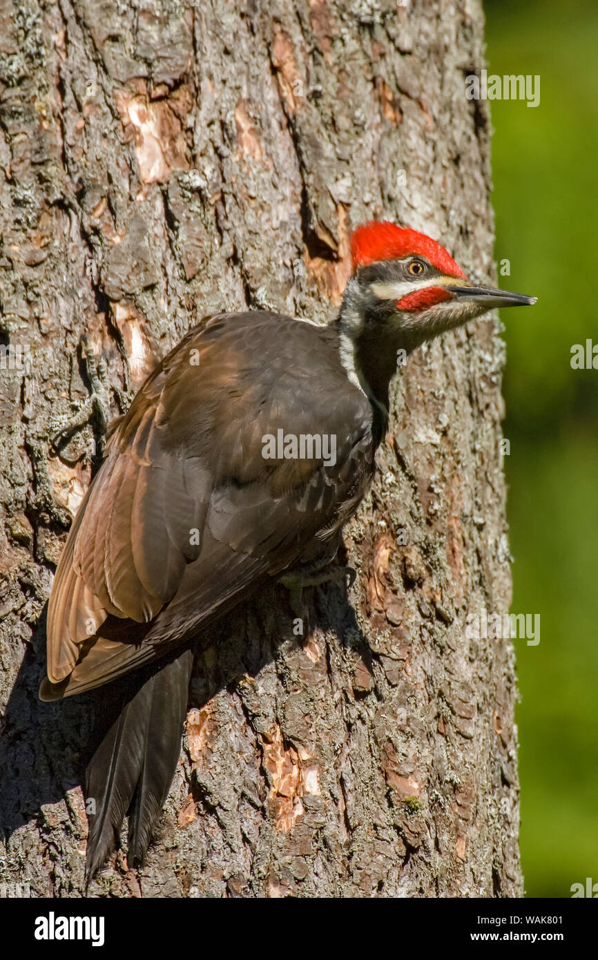 Issaquah, Washington State, USA. Pileated woodpecker on a tree trunk ...