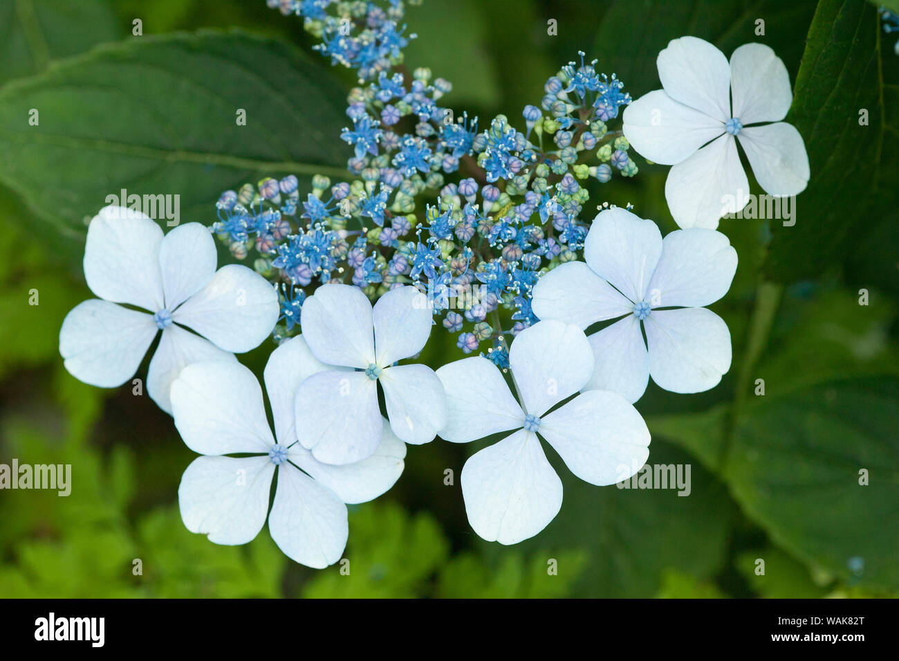 Issaquah, Washington State, USA. Bluebird hydrangea shrub in bloom ...