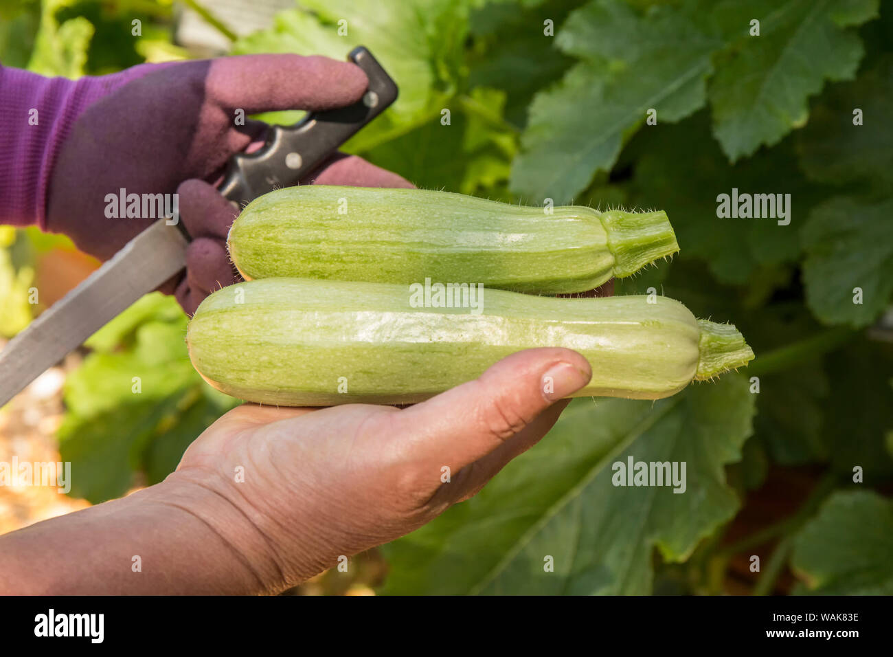 Gardener knife hi-res stock photography and images - Alamy