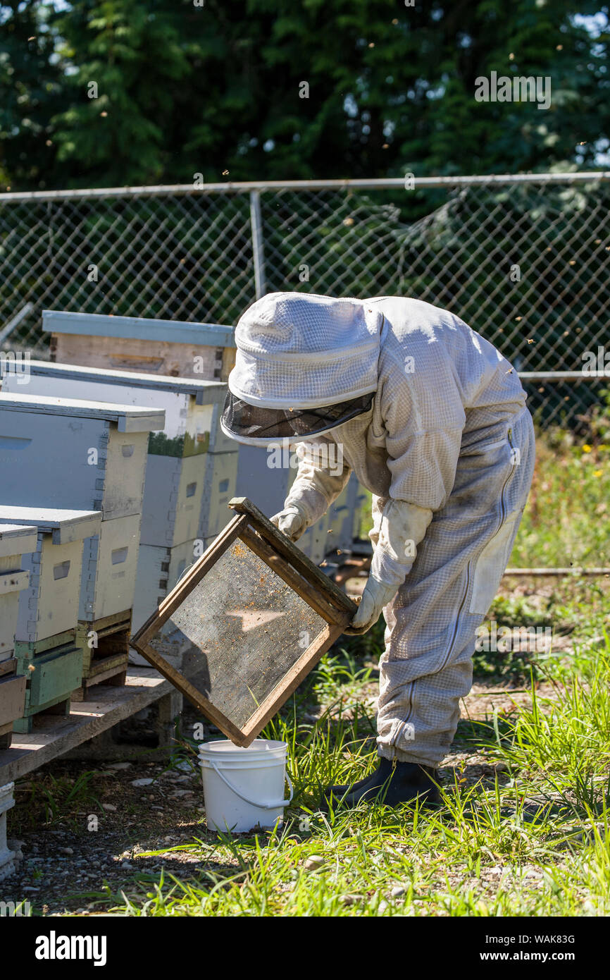 Maple Valley, Washington State, USA. Female beekeeper emptying a pollen ...