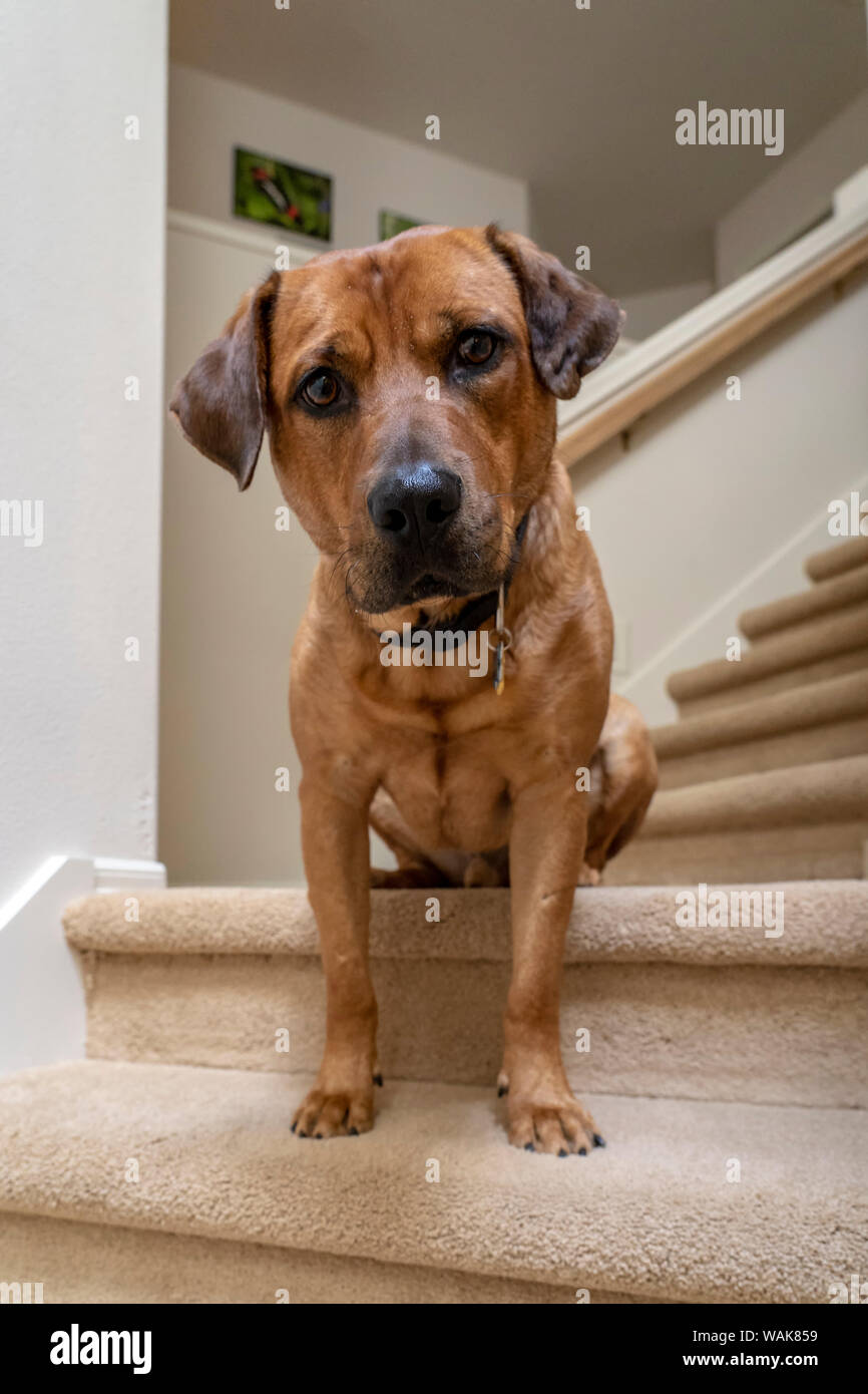 Red fox (or foxred) labrador sitting on the landing of a stairwell. (PR ...