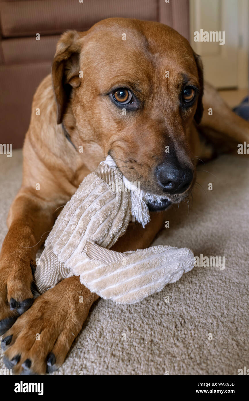 Red fox (or foxred) labrador reclining on the floor, chewing his ...