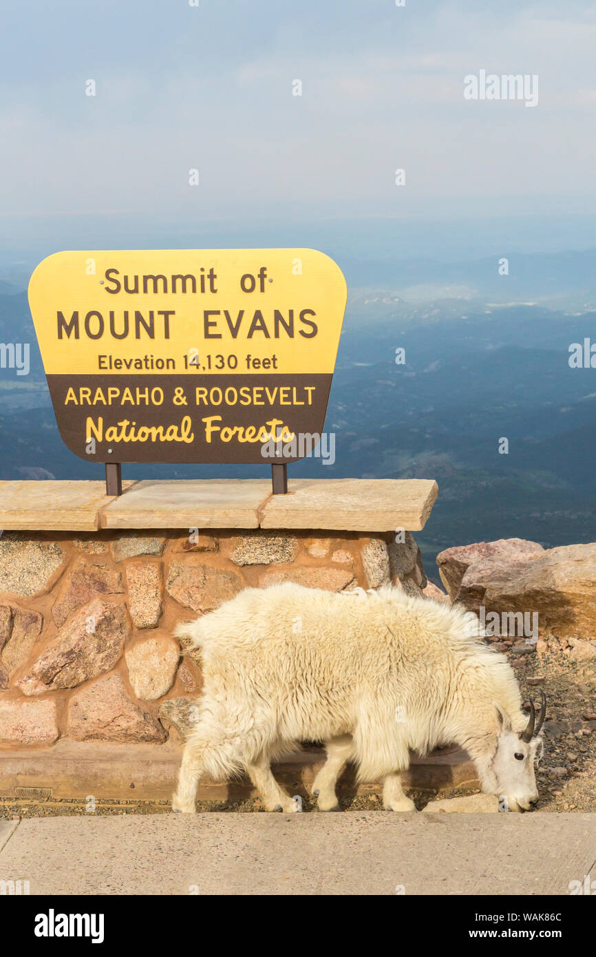 Evans Sign