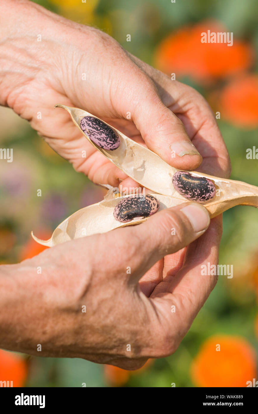 Black runner bean hi-res stock photography and images - Alamy