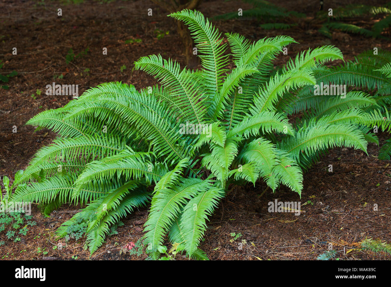 Issaquah, Washington State, USA. Western sword fern in a shady yard ...