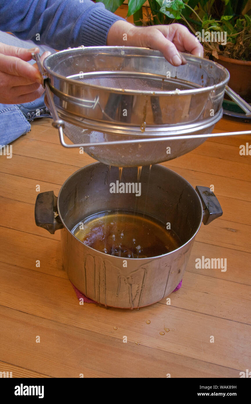 Woman straining raw knotweed (Japanese) honey into a pot prior to ...