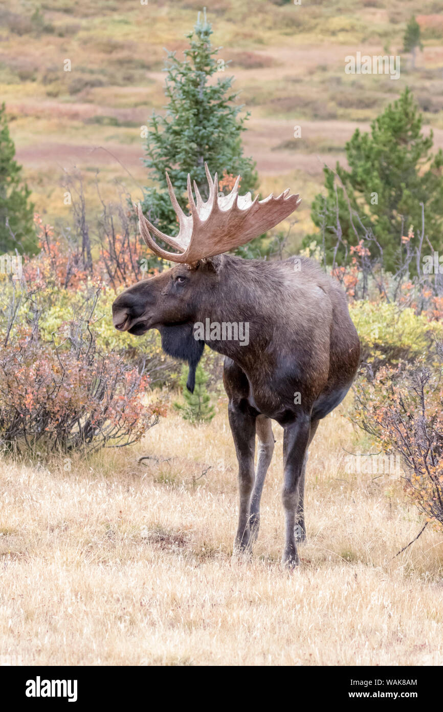 Bull fred hi-res stock photography and images - Alamy