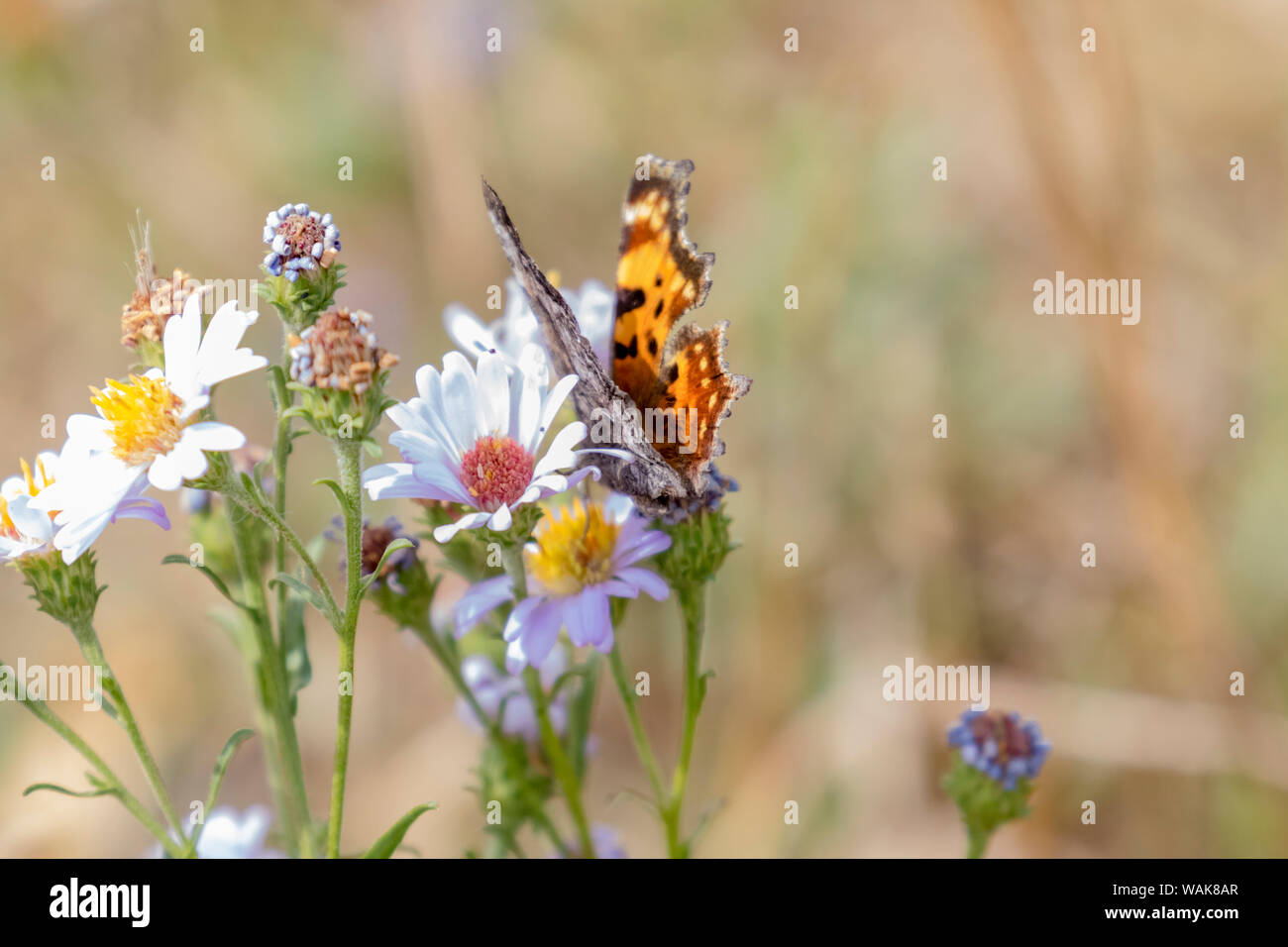 Colorado butterfly hi-res stock photography and images - Alamy