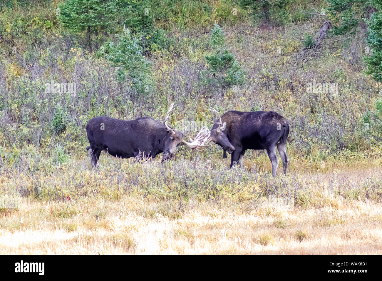 Moose fight hi-res stock photography and images - Alamy