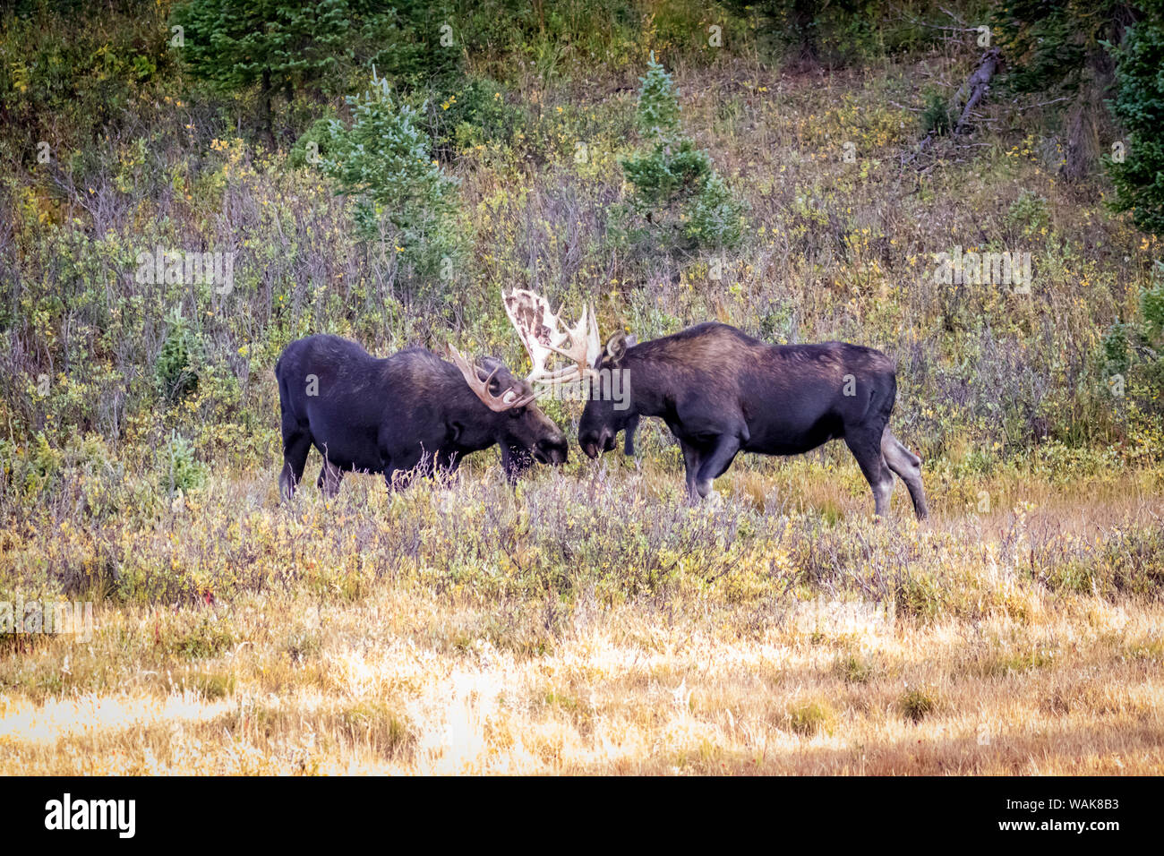 Bull moose fight hi-res stock photography and images - Alamy