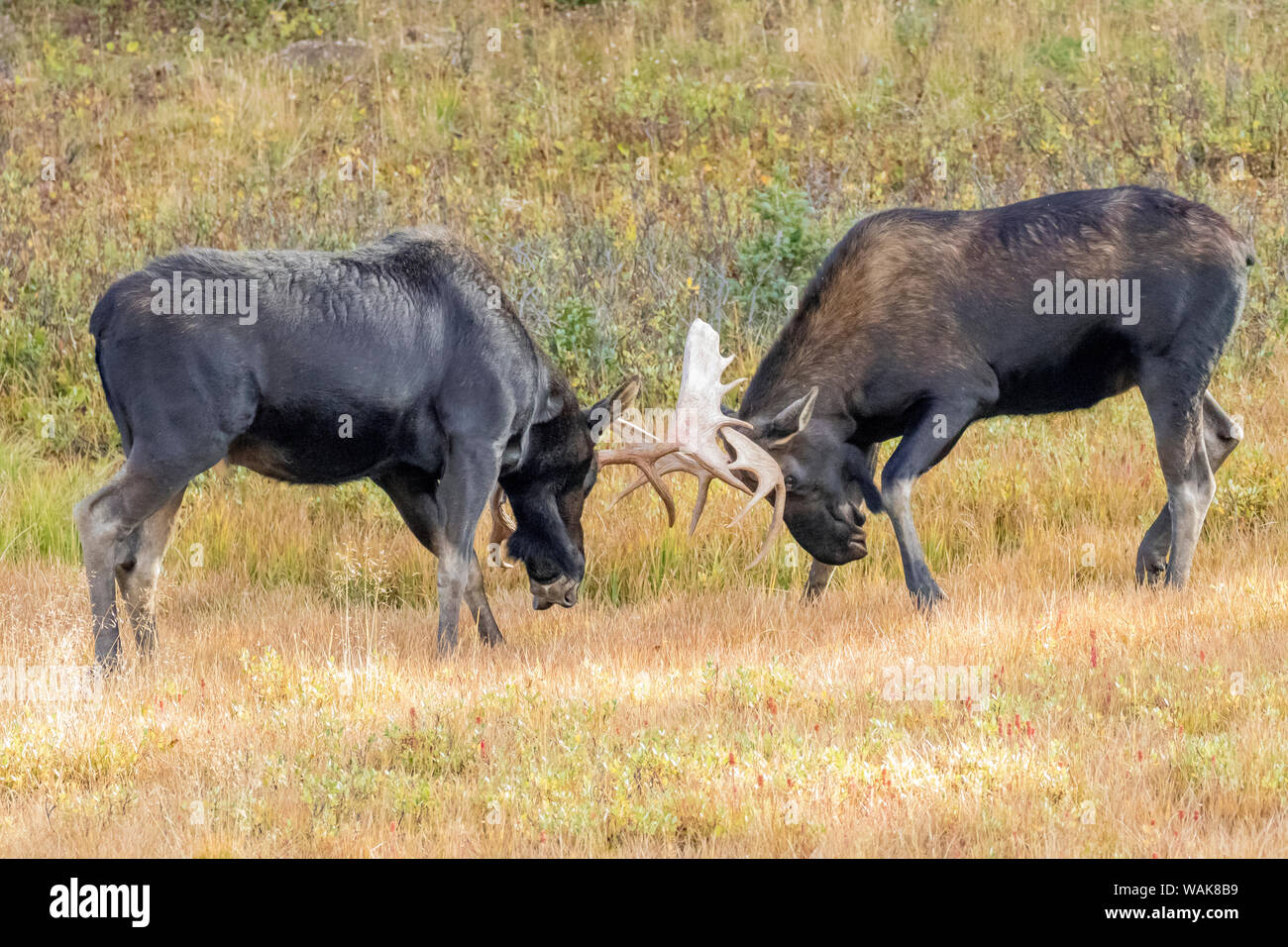 Bull moose fight hi-res stock photography and images - Alamy