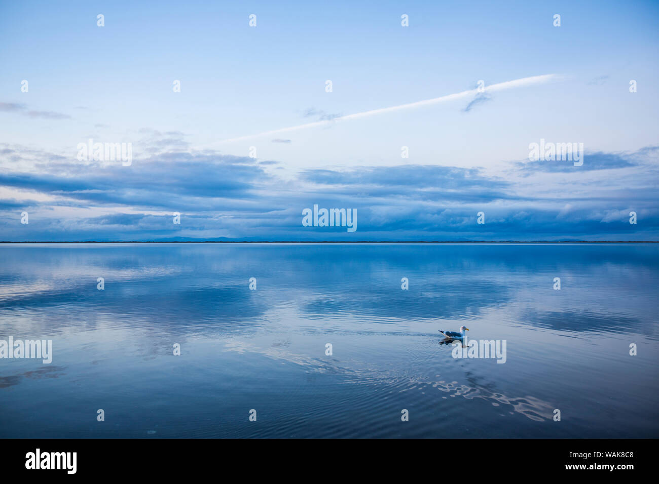 Strait of Juan de Fuca, Sequim, Washington State. Seagull on the Puget ...