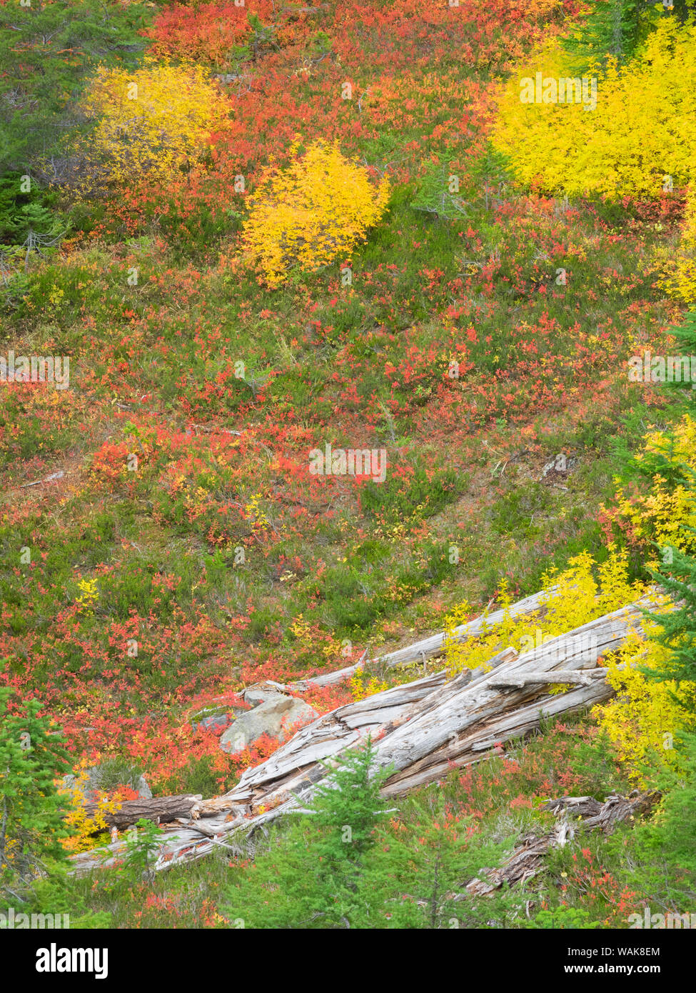 Huckleberry tree hi-res stock photography and images - Alamy