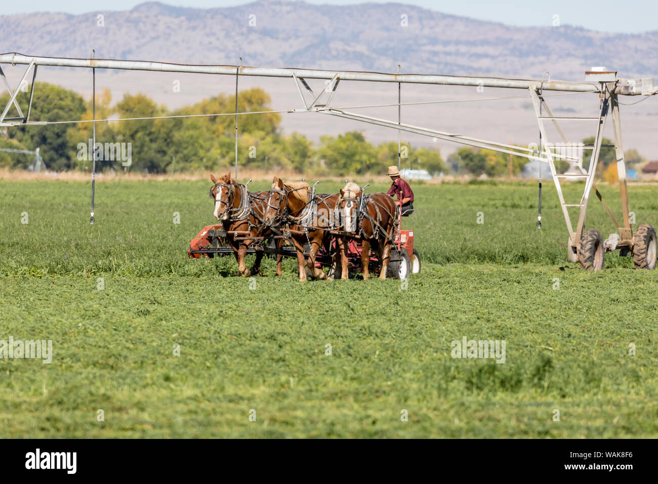 Amish farmer hi-res stock photography and images - Alamy