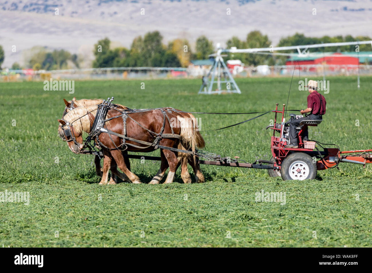 Amish farmer hi-res stock photography and images - Alamy