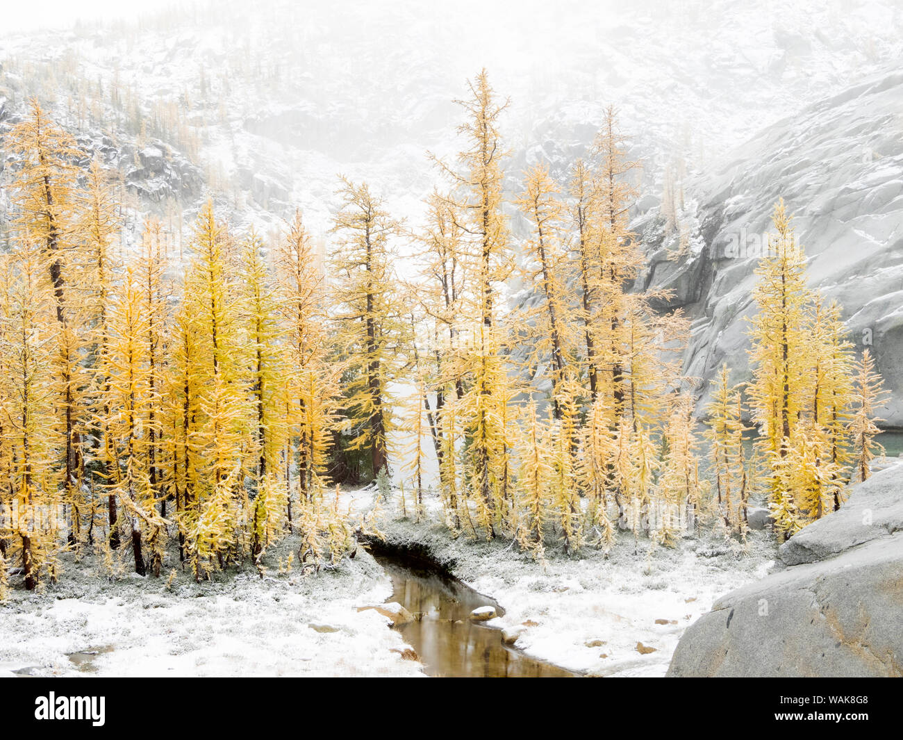 Golden larch trees hi-res stock photography and images - Alamy
