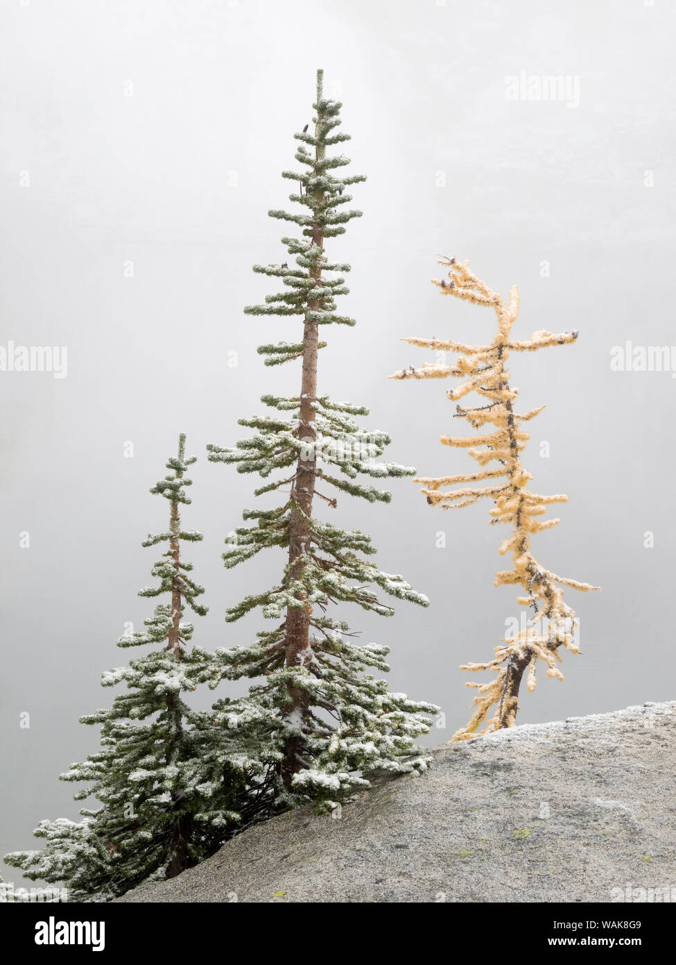 Alpine fir hi-res stock photography and images - Alamy