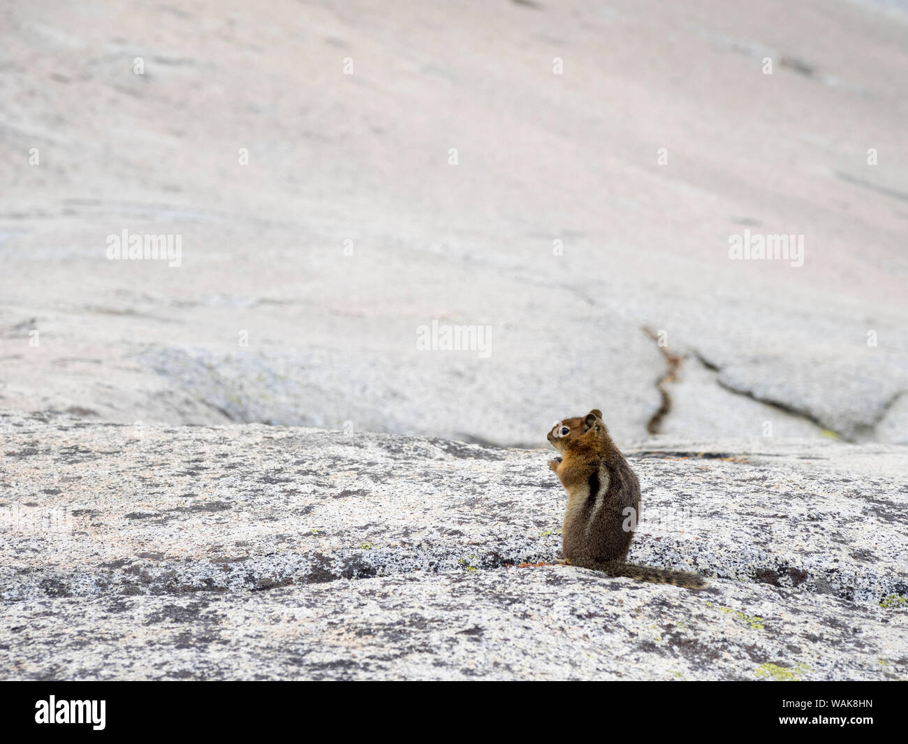 Cascade golden mantled ground squirrel hi-res stock photography and ...