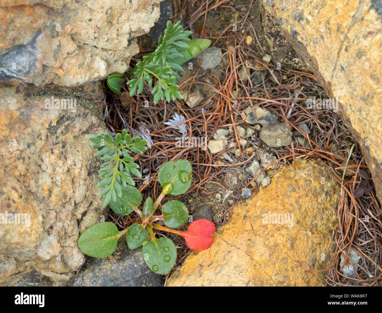 USA, Washington State. Alpine Lakes Wilderness, Stuart Range, Wild ...