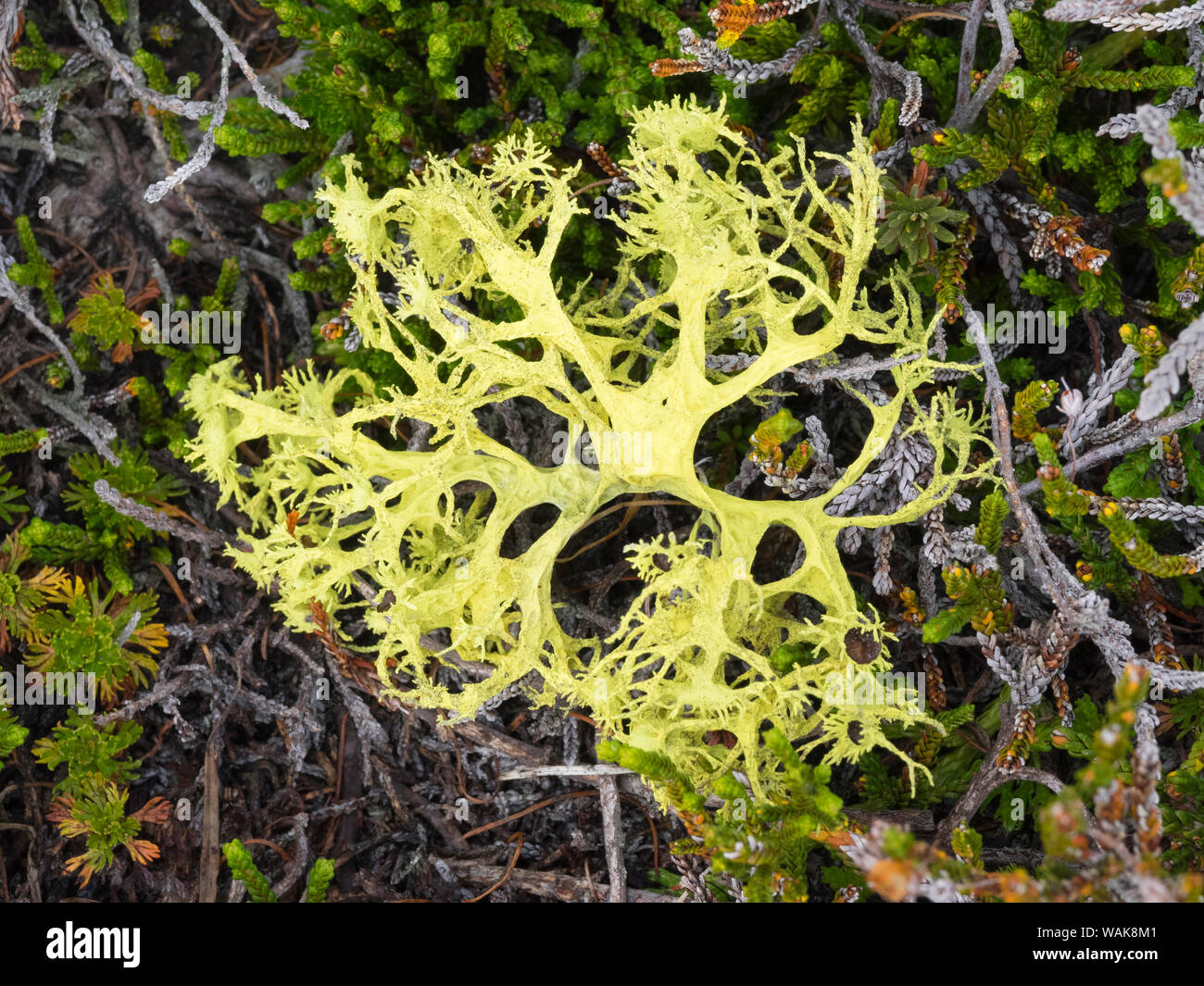 Lichen alpine hi-res stock photography and images - Alamy