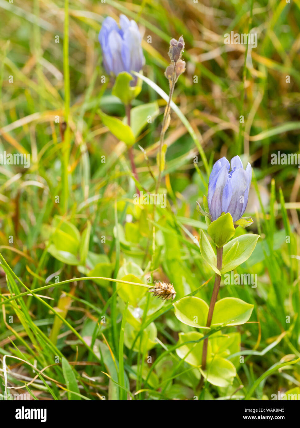 Stuart range hi-res stock photography and images - Alamy