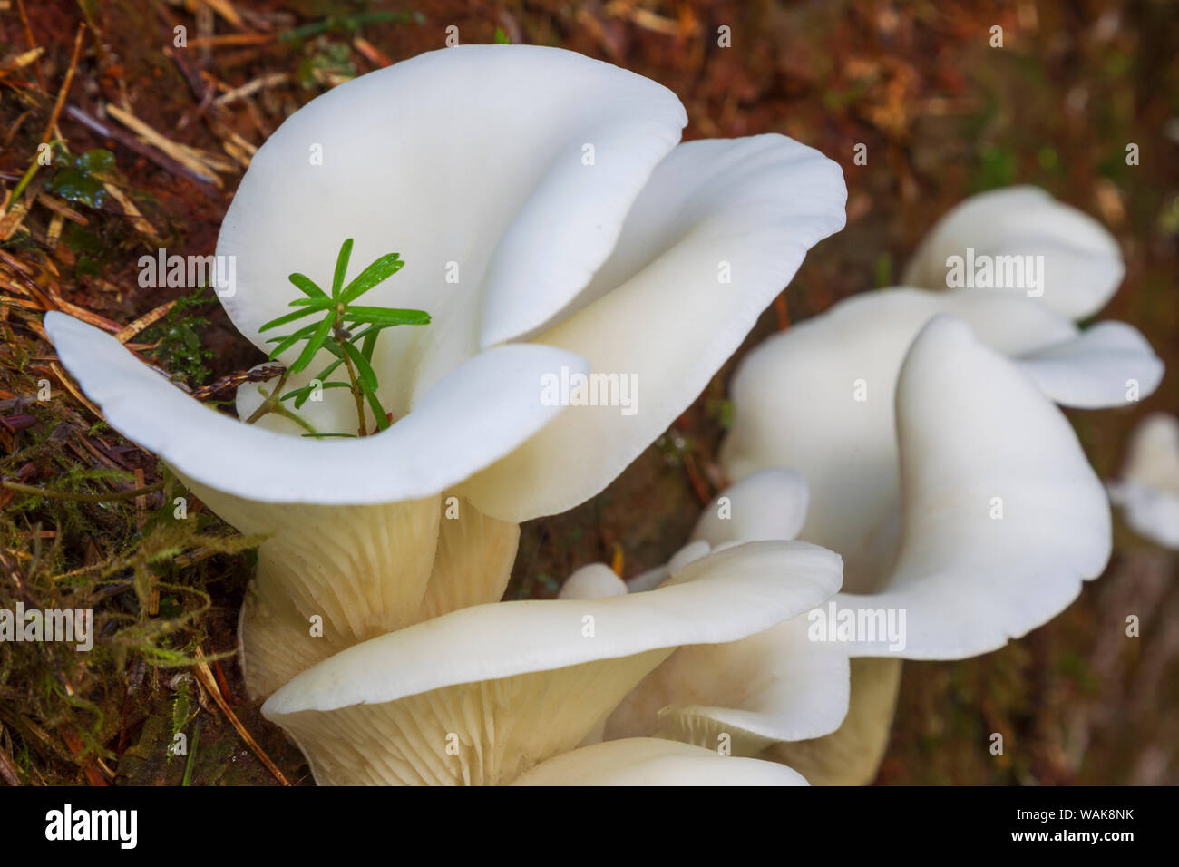 Rain tree seedling hi-res stock photography and images - Alamy
